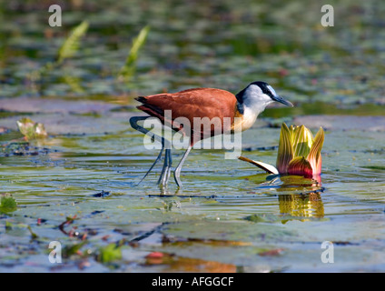 African Jacana, Jesus Bird or Lilly-trotter (Actophilornis flavirostris ...