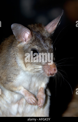 Giant Jumping Rat Hypogeomys antimena native of Madagascar captive ...