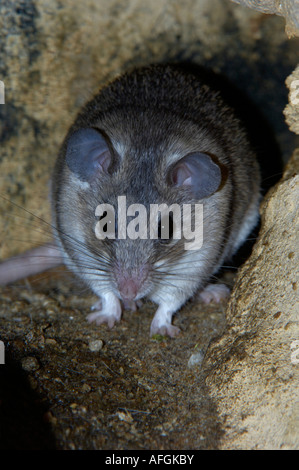 Turkish Spiny Mouse Acomys cilicicus captive Bristol Zoo Stock Photo ...
