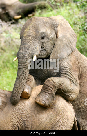 Juvenile Bull Elephants practicing mating Stock Photo - Alamy