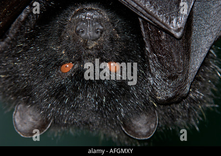 A Livingstone's fruit bat, Pteropus livingstonii, also called a Comoro ...