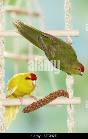 Red-fronted parakeet on a corded ladder / Cyanoramphus novaezelandiae ...