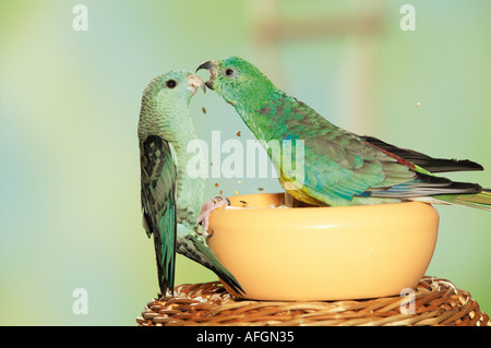 Barred Parakeet Lineolated Parakeet and Red-rumped Parrot fighting at ...