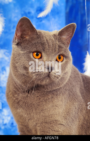 Carthusian cat - portrait Stock Photo - Alamy