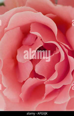 Macro delicate fresh pink rose flower. Wedding fresh flowers decoration ...