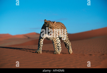 Leopard on sand dune Namibia Panthera pardus Stock Photo - Alamy