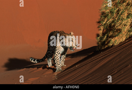 Leopard on sand dune Namibia Panthera pardus Stock Photo - Alamy
