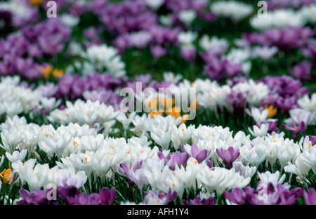 Crocusses Germany Crocus vernus Stock Photo - Alamy