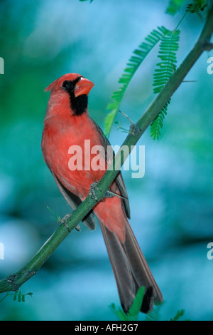 Common Cardinal (Cardinalis cardinalis), male, Sonora desert, Arizona ...