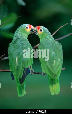 A pair of Red-lored Amazon Parrots (Amazona autumnalis) flying across ...