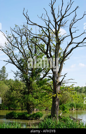 Died trees in flood areas of the river Danube near Blindheim Bavarian ...