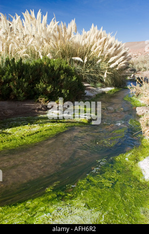 Andean Pampas Grass Cortaderia selloana Stock Photo - Alamy
