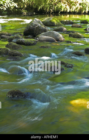 dartmoor stream in dappled shade Stock Photo - Alamy