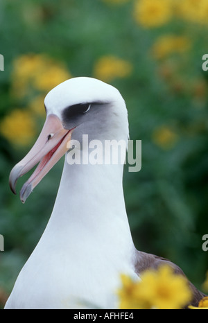 Laysan albatross or moli, (diomedea immutabilis). Nests in large ...