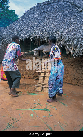 AFRICA KENYA DIGO Kenyan family with their Heifer Project International ...