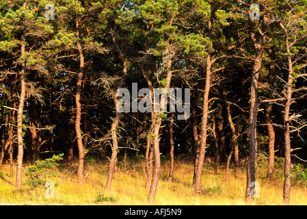 Cape Cod Pitch Pine trees, Massachusetts, USA Stock Photo - Alamy