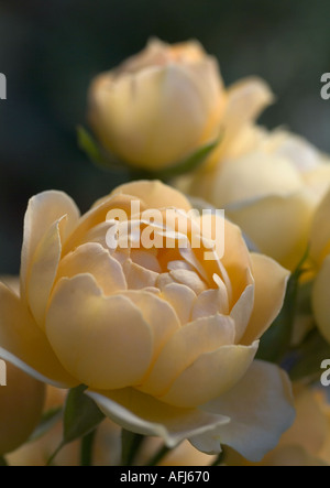 Rose Sweet Memories Stock Photo - Alamy
