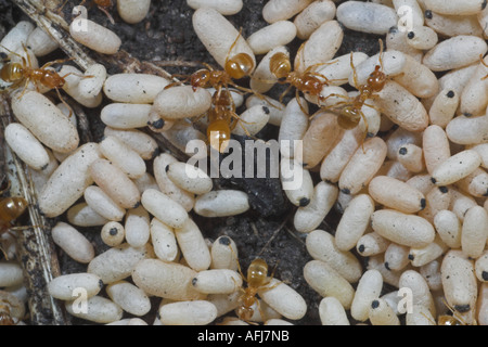 Red ants with pupae. West Midlands. England Stock Photo - Alamy