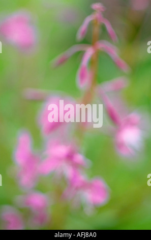 Tall Fireweed (Epilobium angustifolium), a vibrant plant native to ...