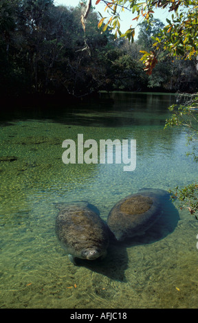 Manatee Genus Trichechus Florida Stock Photo - Alamy