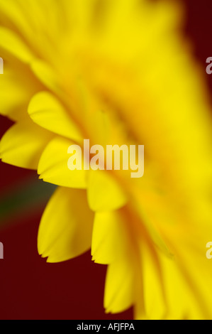 petals of a yellow gerbera flower against the background of other ...