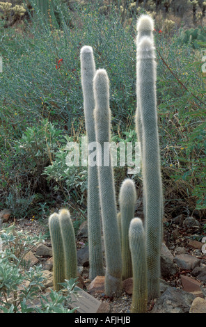 A columnar cactus (silver torch cacti) with cobwebs and other telltale ...