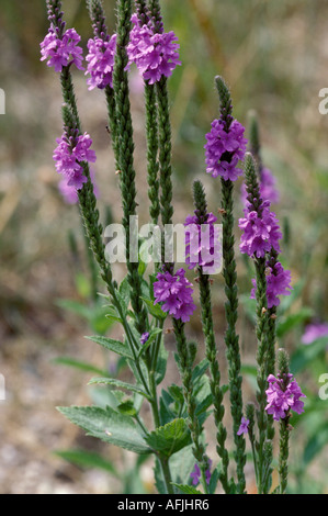 Wild Blue Vervain (Verbena Hastata) flower at sunset, selective focus ...