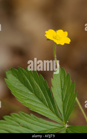 common cinquefoil (Potentilla simplex Stock Photo - Alamy