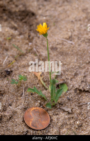 Dwarf Dandelion, Krigia virginica Stock Photo - Alamy