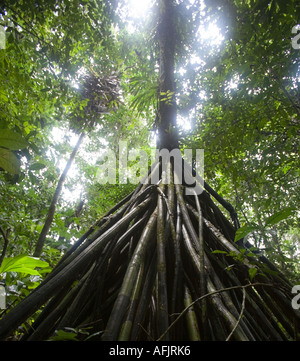 Pambil Palm Iriartea deltoidea Stock Photo - Alamy