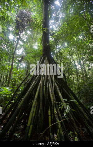 Pambil Palm Iriartea deltoidea Stock Photo - Alamy