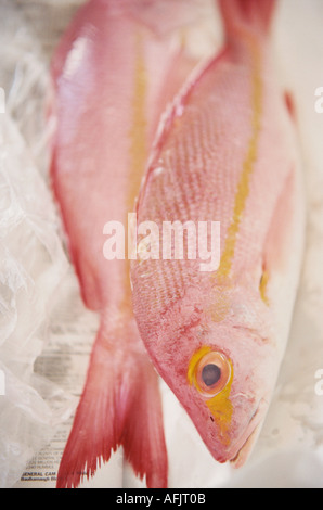 Snapper Australian fish Stock Photo - Alamy