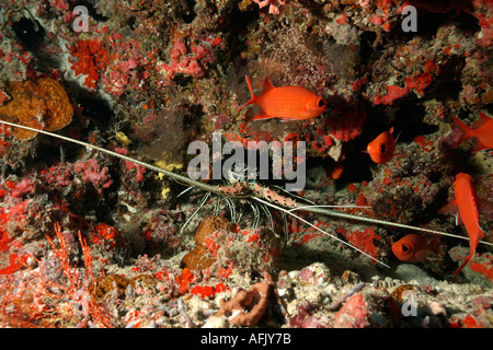 Maldives Baa Atoll Muta Fushi A Painted Rock Lobster Panulirus ...