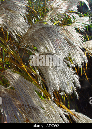 Miscanthus sinensis Kaskade ornamental garden grass Stock Photo - Alamy