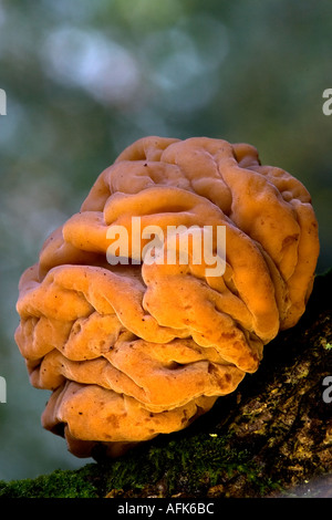 Phaeolus schweinitzii fungi Stock Photo - Alamy