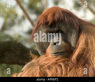 Large Orangutan with cheek pads Stock Photo: 82528393 - Alamy