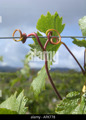 Grapevines curls on the wire Stock Photo - Alamy