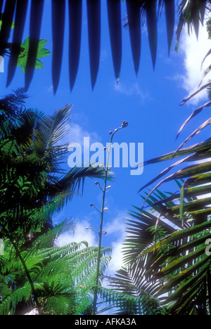 El Yunque rain forest puerto rico Stock Photo - Alamy