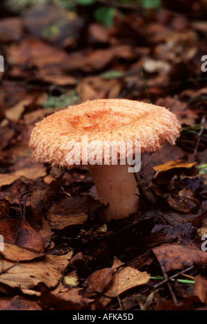 Woolly Milk Cap Lactarius torminosus Stock Photo - Alamy