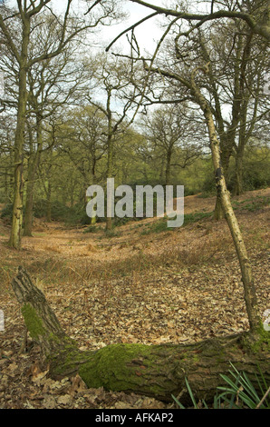 Rotten acorn on a oak tree Stock Photo - Alamy