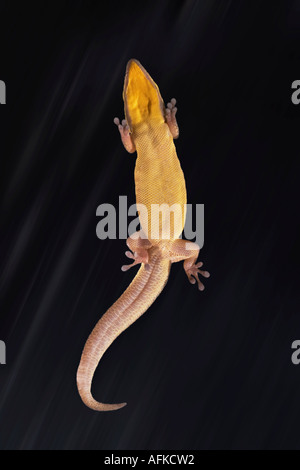 Yellow Headed Day Gecko (Phelsuma klemmeri) captive from Madagascar ...