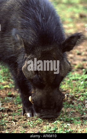 Giant Forest Hog Sounder Even-toed Ungulate Pig Hog Aberdare Mountains ...