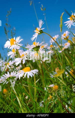 Summer flower fields with chrysanthemum flowers, woman collecting ...