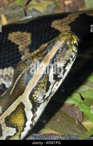 INDIAN ROCK PYTHON Python molurus molurus. Head - labial pits visible ...