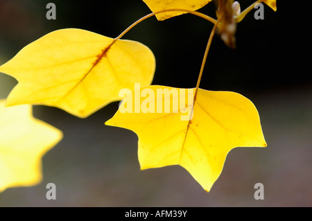 Close-up of autumn yellow maple leaf. Use for background Stock Photo ...