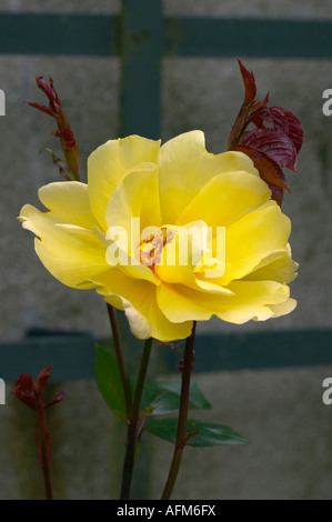 Yellow Rose. Garden Rose. Summer flower. Beautiful Rose. Yellow flower ...