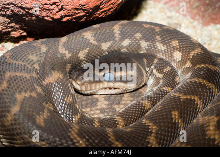 Rough-scaled Python (Morelia carinata) Defensive posture - Australia ...