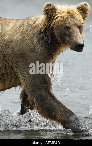 Brown bear in Brooks River, Katmai National Park, Alaska, USA Stock ...