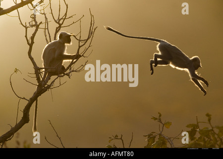 Hanuman Langur leaping through the treetops Bandhavgarh India Stock ...