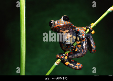 Strawberry Tree Frog (Hyla pantosticta) male in cloud forest, Carchi ...